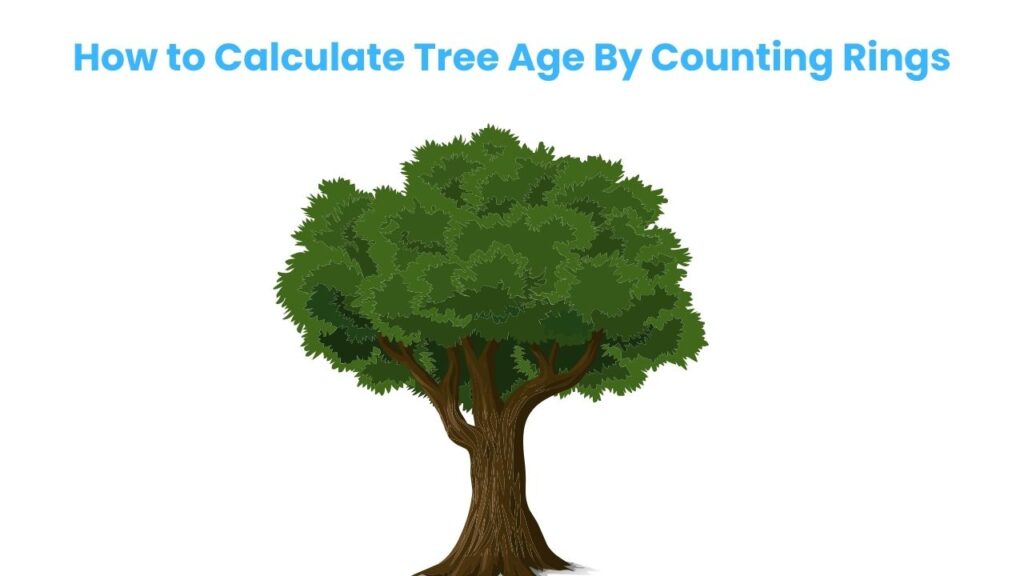 How to Calculate Tree Age by Counting Rings?